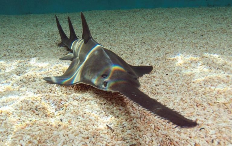 Pez sierra al borde de la extinción – LARAZÓN.CO