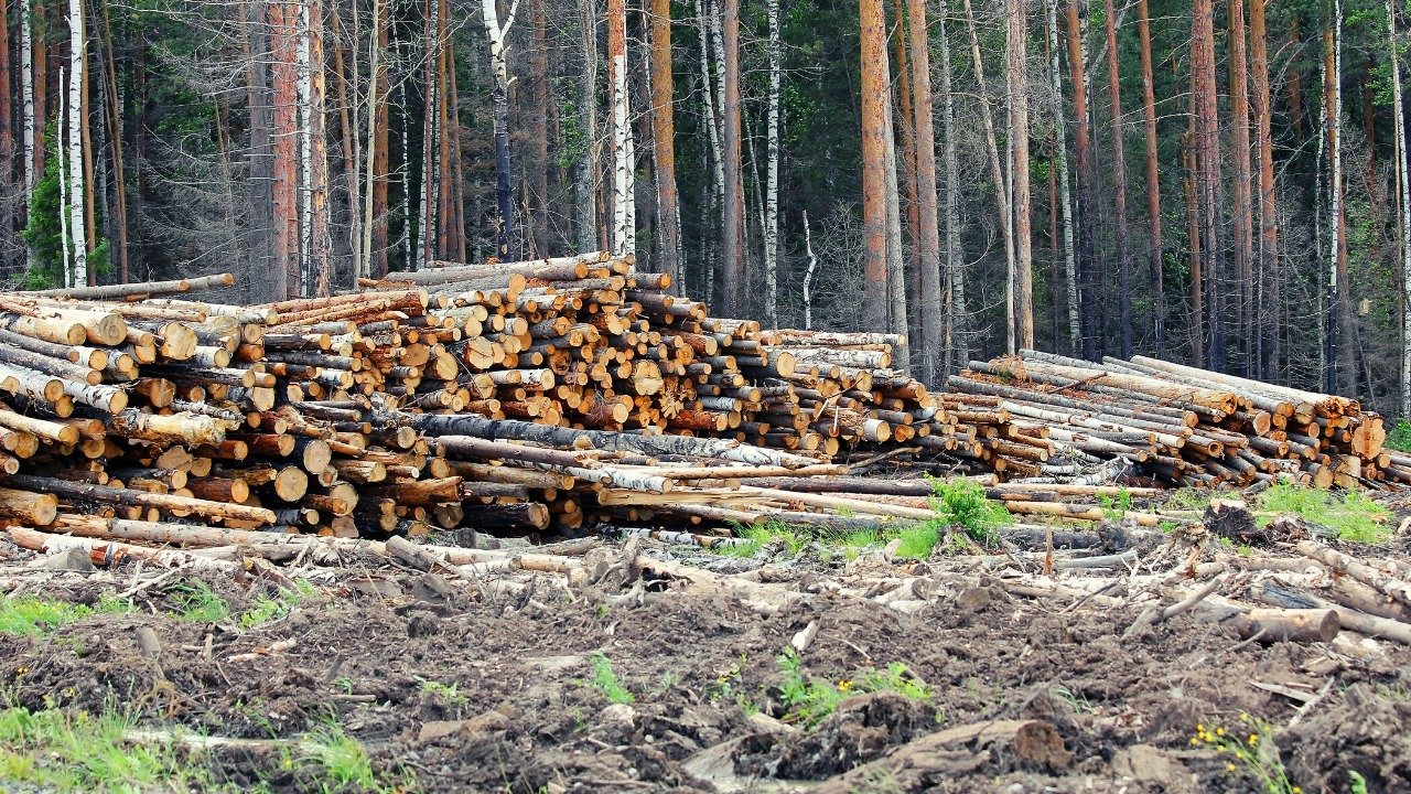 En un 8% creció la deforestación en Colombia durante el 2020 – LARAZÓN.CO