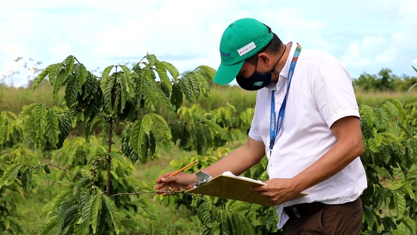 Córdoba con potencial para el desarrollo del cultivo de café canephora ...