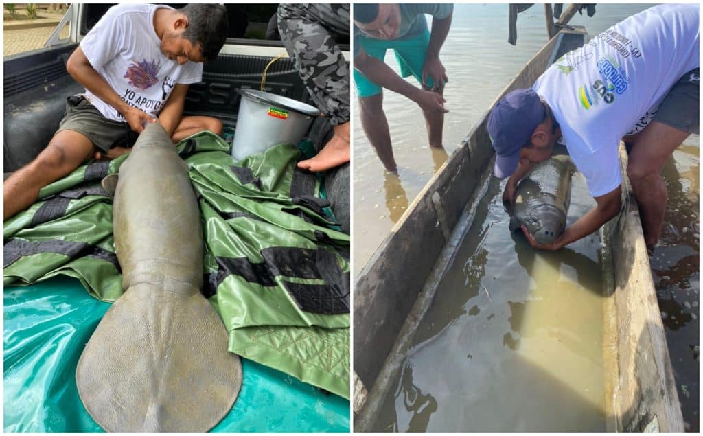 Rescatan a una cría de manatí en la ciénaga del Bajo Sinú gracias al ...
