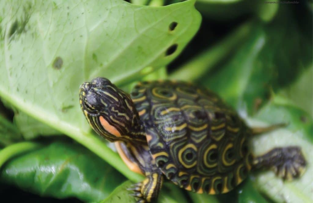 Liberan en la ciénaga de Momil, 280 neonatos de tortuga hicotea ...