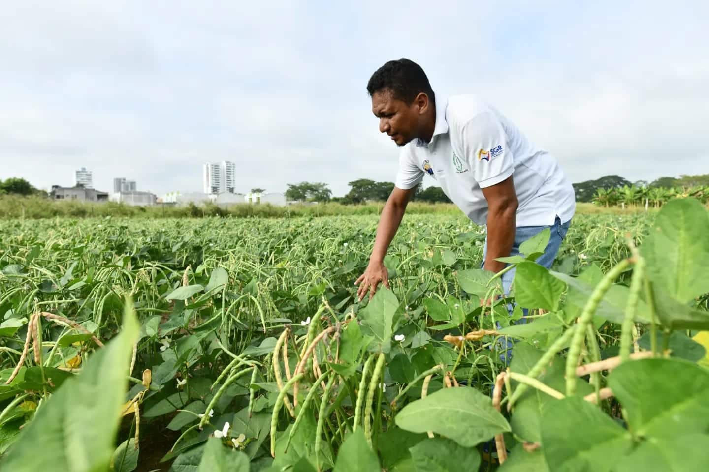 La Universidad de Córdoba logró cultivar fríjol caupí de forma vertical ...
